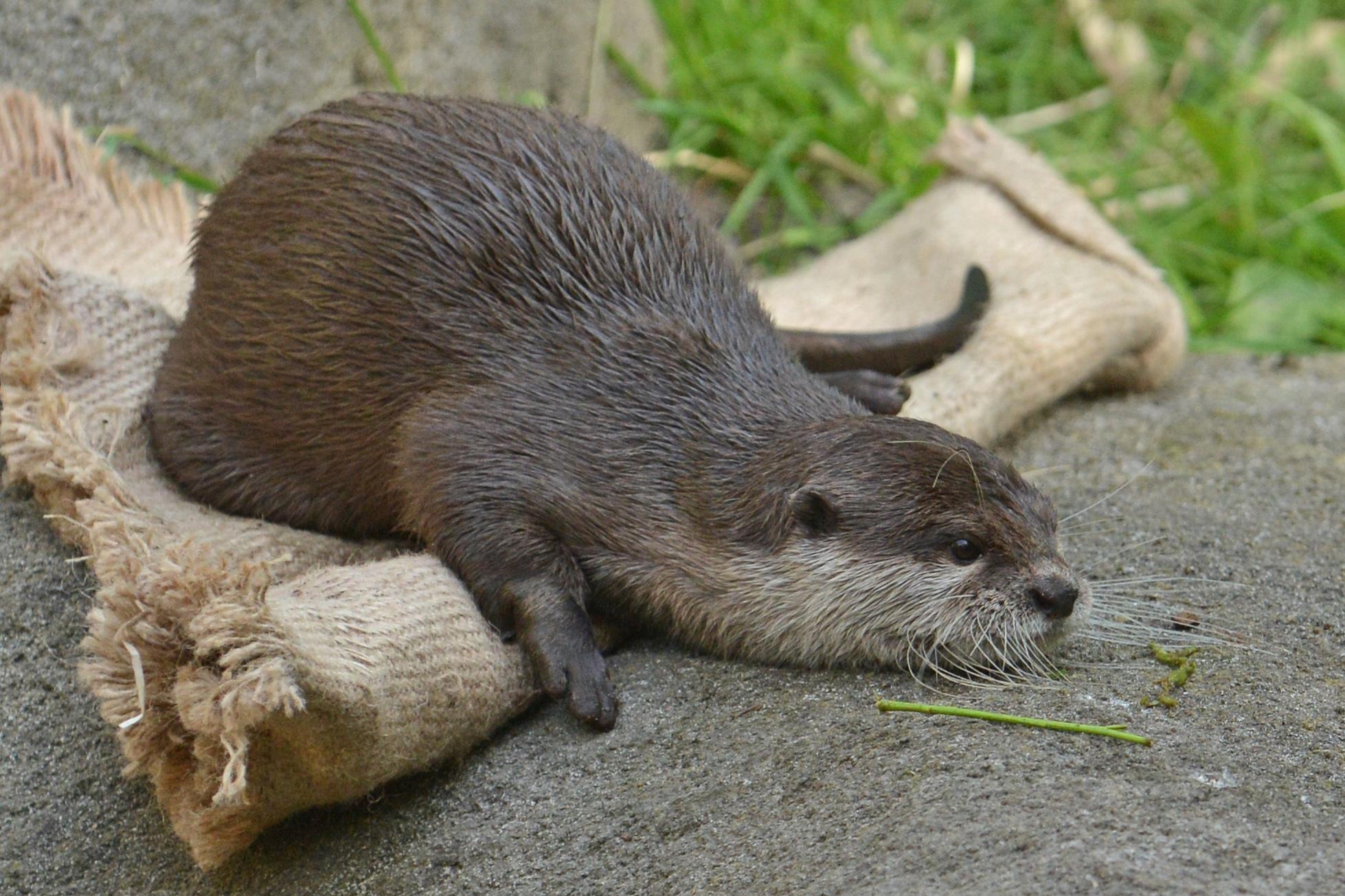 Comeback des Otters? - Radio Q - Wir sind der Campus.